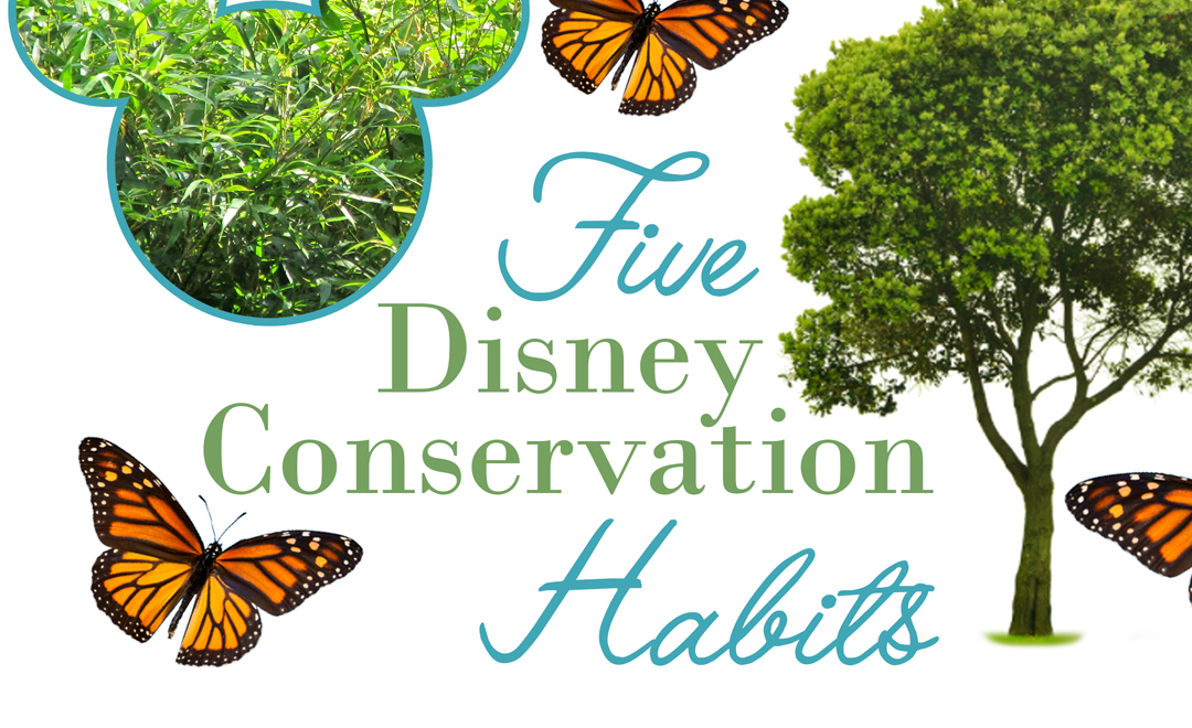 FIVE DISNEY CONSERVATION HABITS YOU CAN MAKE YOUR OWN – The Disney ...
